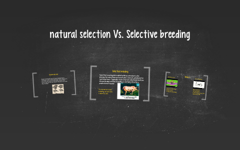 natural selection Vs. Selective breeding by Peyton Willey on Prezi