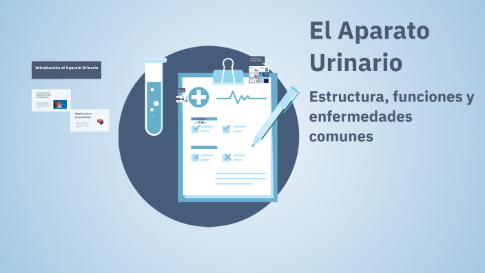 El Aparato Urinario by on Prezi