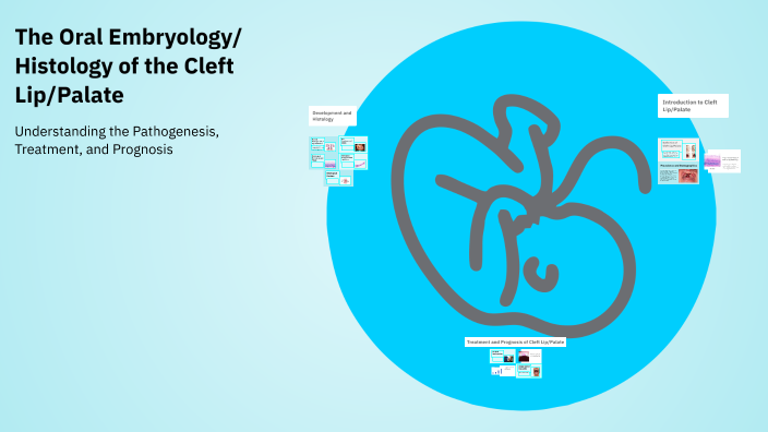 The Oral Embryology/Histology of the Cleft Lip/Palate by madee walker ...