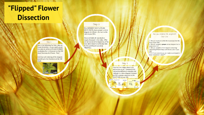Flower Dissection by Tina Ezzo on Prezi