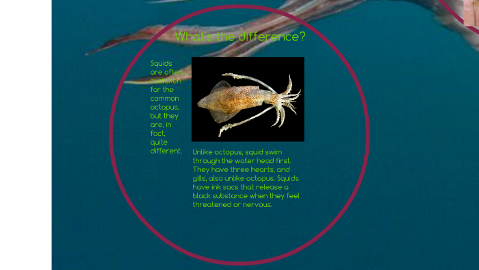 How many legs does a squid have? | Reference.com by Archi M. on Prezi