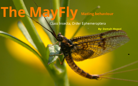 MayFly Mating by D H on Prezi