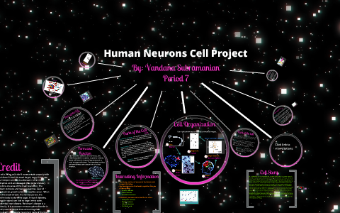 Human Neuron Cell Project 2nd Edition by Vandana S. on Prezi
