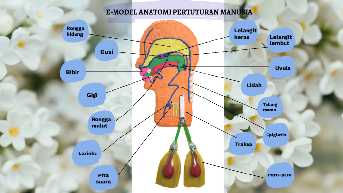 E-MODEL ANATOMI PERTUTURAN MANUSIA by shahira safri on Prezi