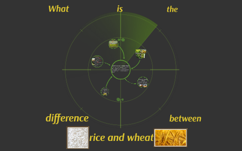 What is the difference between rice and wheat by John-paul Morad on Prezi