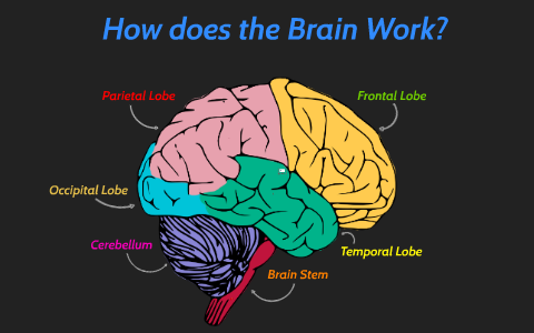How does the Brain Work? by Varun Gunda on Prezi