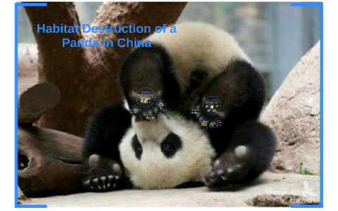 Habitat Destruction of a Panda by Sara Warm on Prezi