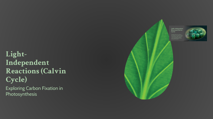 Light-Independent Reactions (Calvin Cycle) by Keziah Clyne De Los ...