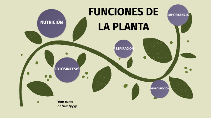 FUNCIONES DE LAS PLANTAS by Anabel Montenegro on Prezi