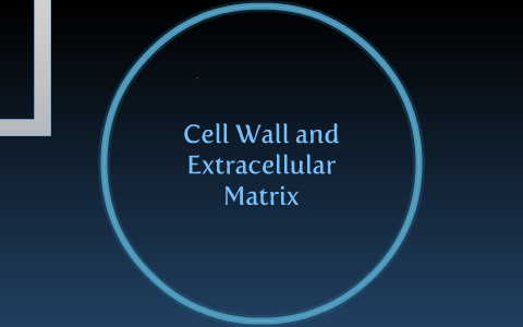 Cell Wall and Extracellular Matrix by Andrew Song on Prezi