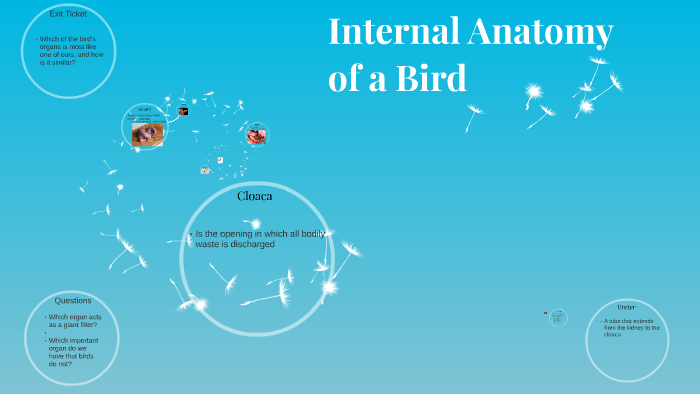 Internal Anatomy of a Bird by Mr. Burdett on Prezi