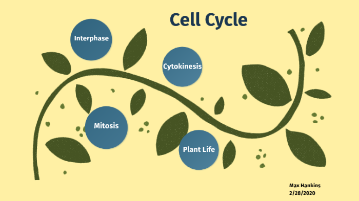 Cell Cycle Project by Max Hankins on Prezi