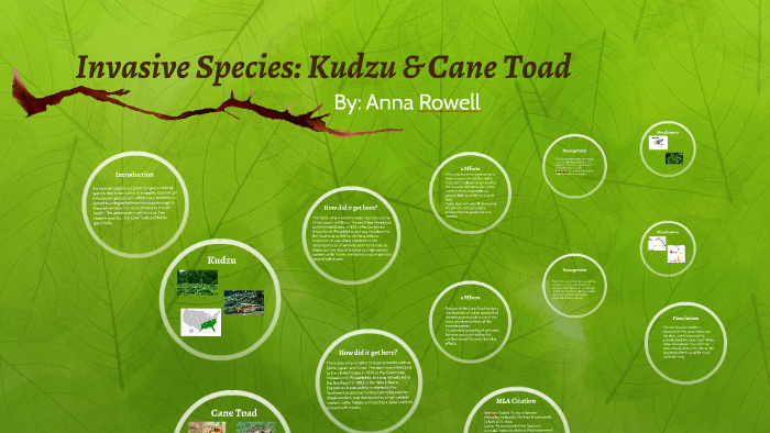 Invasive Species: Cane Toad & Kudzu by Anna Rowell on Prezi