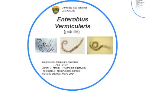 Enterobius Vermicularis by jacqueline gallardo on Prezi