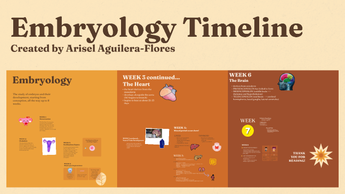 Embryology Timeline by Arisel Aguilera on Prezi
