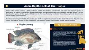 Tilapia Infographic by Lida Xiomara on Prezi Design