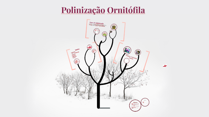 Polinização Ornitófila by Kamila Moriya