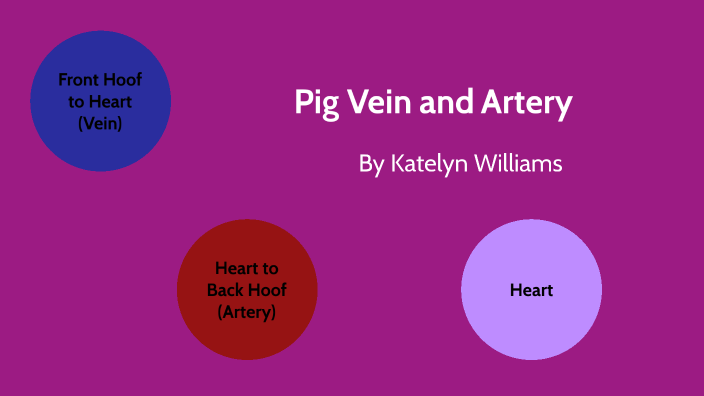 Pig Vein and Artery by Katelyn Williams on Prezi