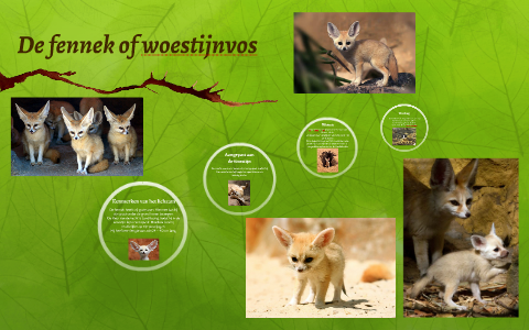 De fennek of woestijnvos by Kangoeroe Klas on Prezi