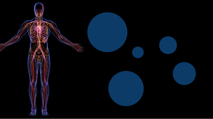 fractals in the human body by Yazan Almasri on Prezi
