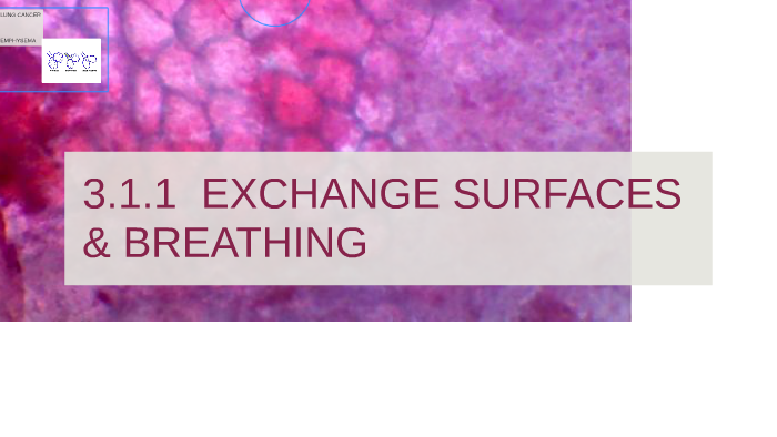 GAS EXCHANGE by Peter Gulian on Prezi