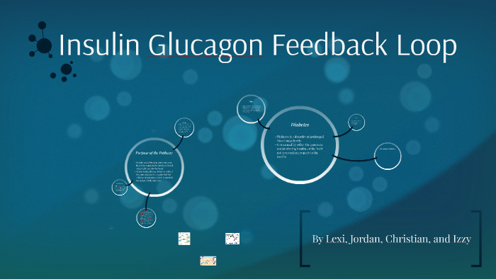 Insulin Glucagon Feedback Loop by Izzy Samuels on Prezi