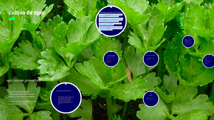 apio (apium graveolens) by edwin claudio on Prezi