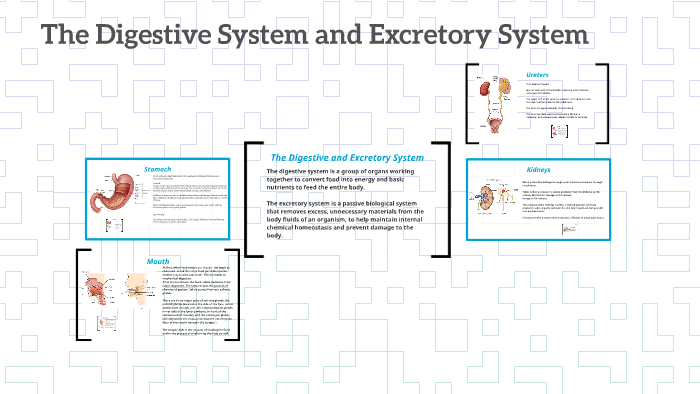 The Digestive System and Excretory System by dYlAn rOsS on Prezi