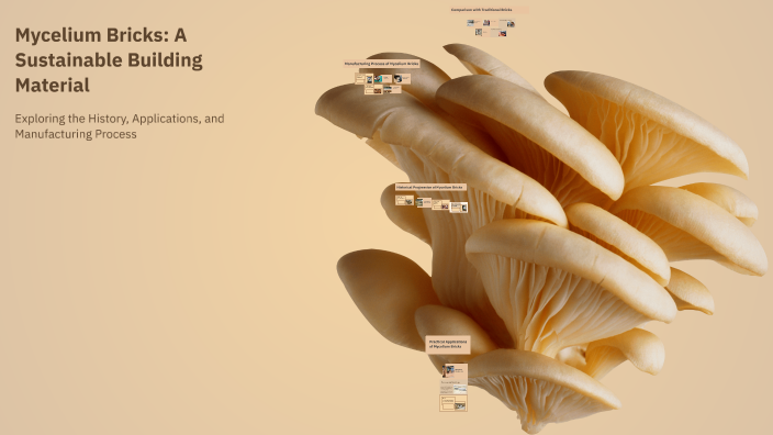 Mycelium Bricks: A Sustainable Building Material by دانية الميلادي G9 ...