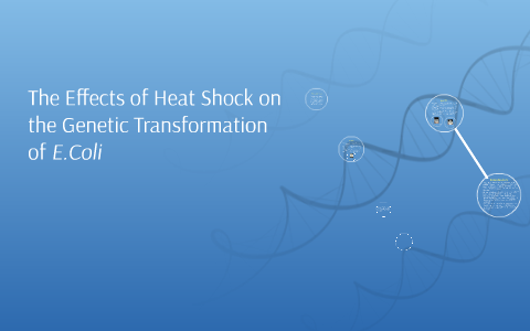 The Effects of Heat Shock on the Genetic Transformation of E by Ashley ...