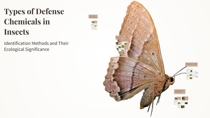 Types of Defense Chemicals in Insects by Muhammad Basim Javed on Prezi
