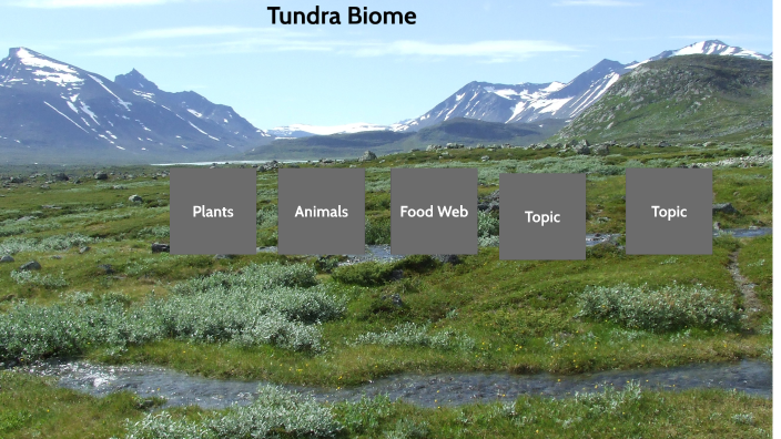 Tundra Biome by Graison Struck on Prezi
