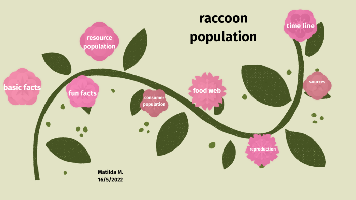 raccoon population by matmat monk on Prezi