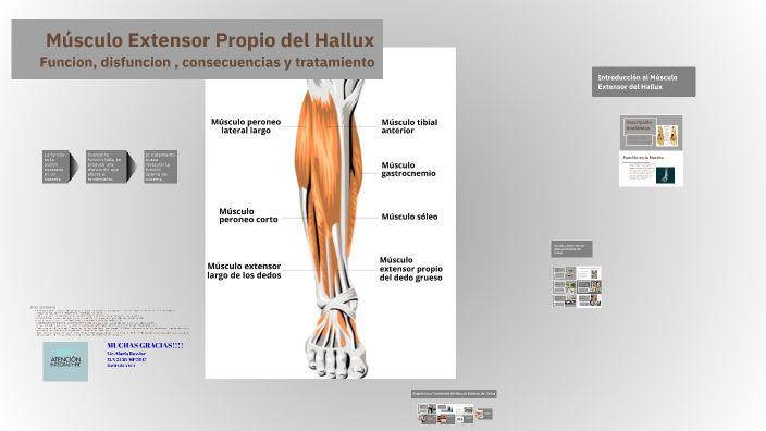 Músculo Extensor del Hallux by Maria Rosviar on Prezi