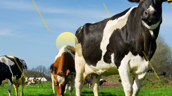 GANADO VACUNO BOVINO. by Renan Vasquez on Prezi