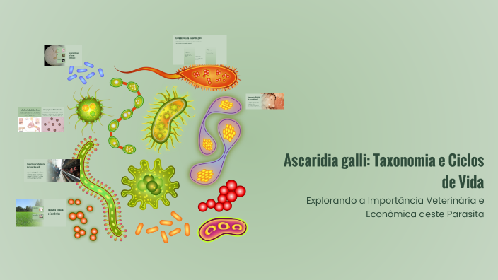 Ascaridia galli: Taxonomia e Ciclos de Vida by maria eduarda on Prezi