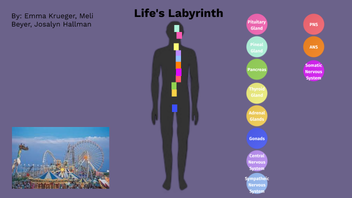 Body Amusement Park aka Life's Labyrinth by Emma Krueger on Prezi