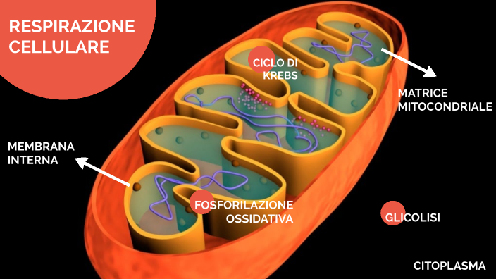 RESPIRAZIONE CELLULARE by Carolina Randazzo on Prezi