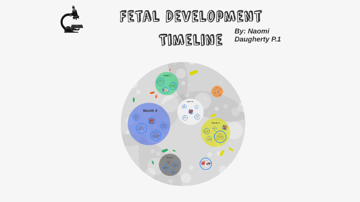 Fetal Development timeline by Naomi Daugherty