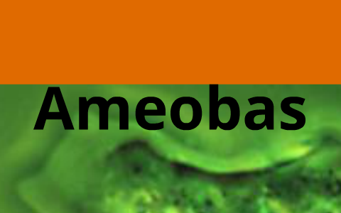 Amoebas by David Gansman on Prezi