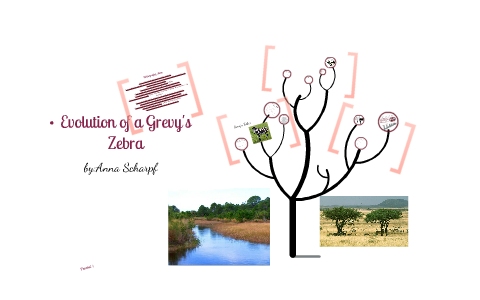 Evolution of a Grevy's Zebra by Anna Pham on Prezi