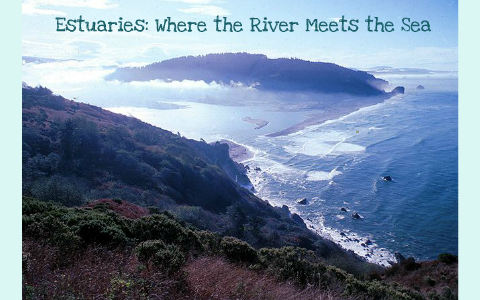 Estuaries: Where the River Meets the Sea by Tori Bruno on Prezi