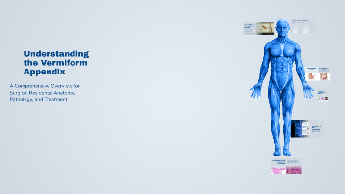 Understanding the Vermiform Appendix by Malmari Malmari on Prezi