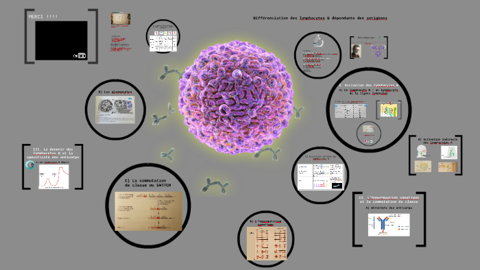 Différenciation des lymphocytes B dépendante des antigène by Keiffer ...