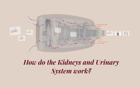 How do the Kidneys and Urinary System work? by Khaliesha Mitchell