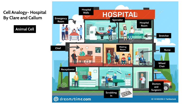 Cell Analogy- Hospital by Clare Purdy on Prezi