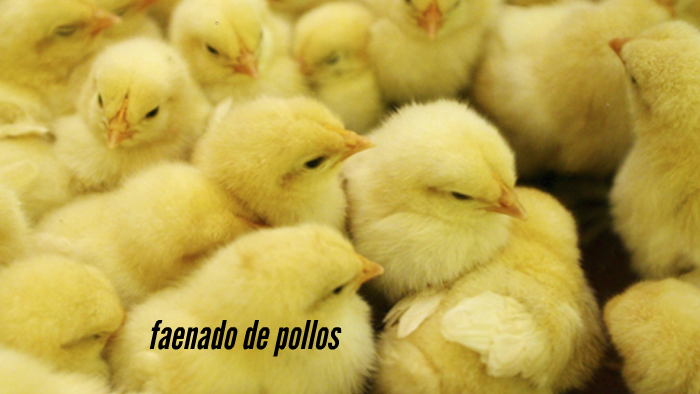 faenado de pollos by camilo Murillo on Prezi