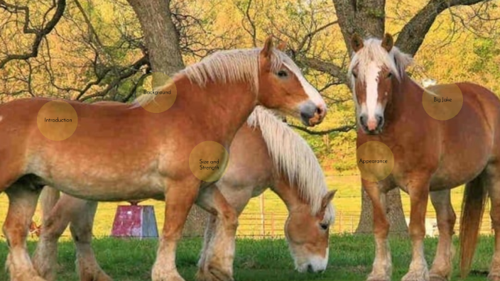 Belgian Horse Breed by Taylor Hufford on Prezi