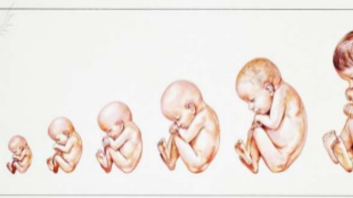 ETAPAS DEL DESARROLLO PRENATAL by Paula Vargas on Prezi
