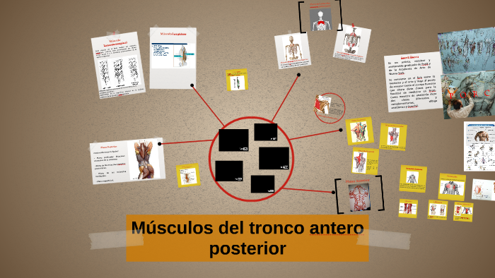 Músculos del tronco antero posterior by Lea Reynoso C on Prezi